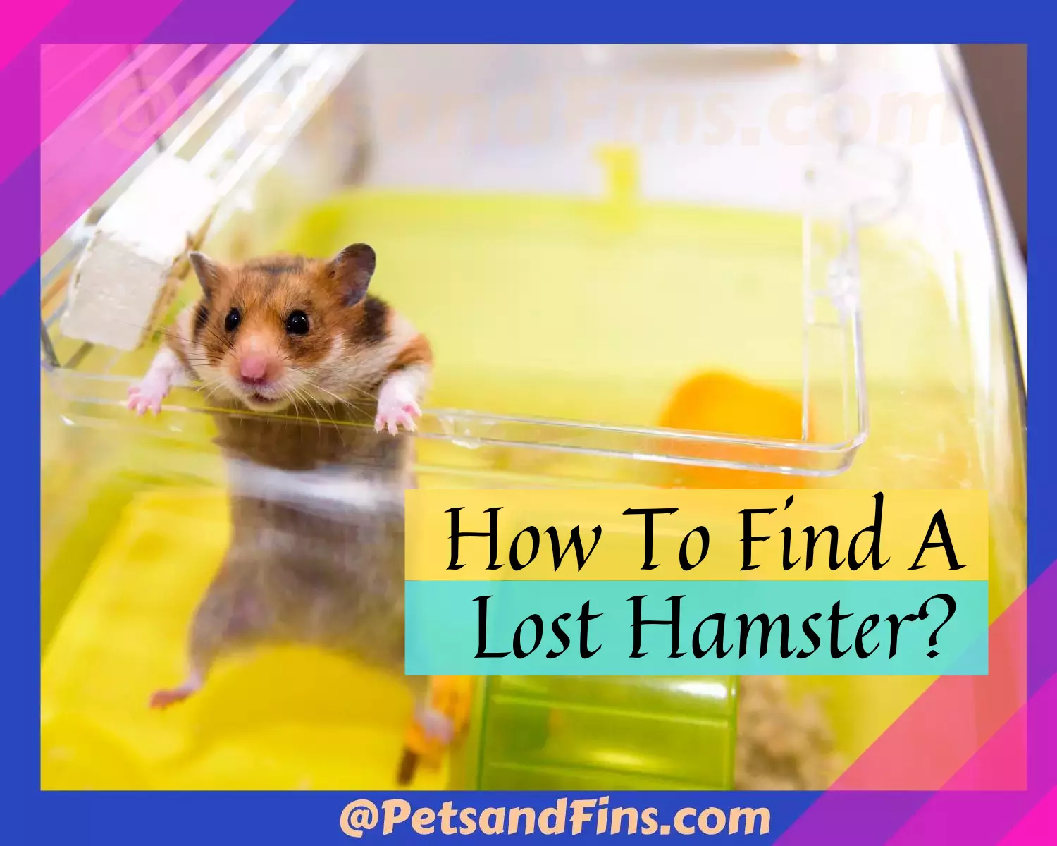 How To Find A Lost Hamster : Easy Tips And Tricks! - PetsandFins