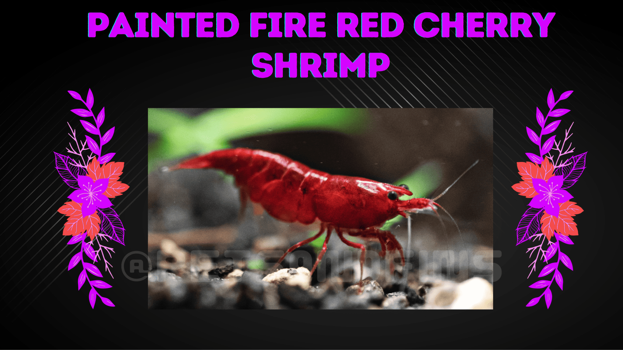 The Cherry Shrimp Guide - Grades, Types & More - PetsandFins