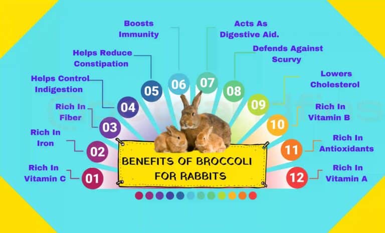 Can Rabbits Eat Broccoli? The Whole Story! - PetsandFins