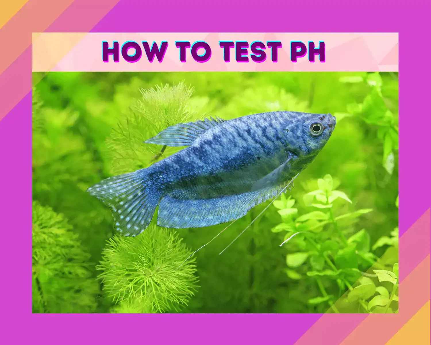 How To Test PH. An Excellent 101 For You