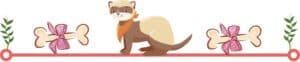 Can Ferrets Get Along With Dogs? Is It Safe To Have Them Together ...