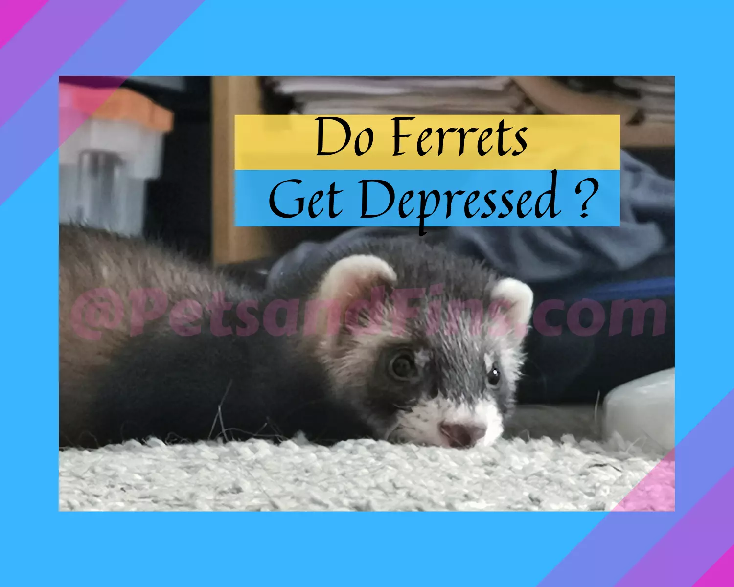 Do Ferrets Get Depressed? Ways To Deal With A Depressed Ferret ...