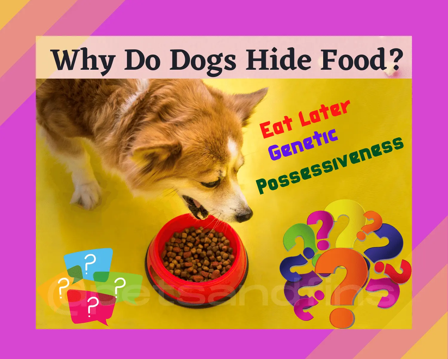Why Dogs Hide Their Food: The Surprising Reasons - PetsandFins