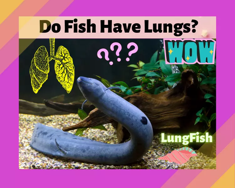 do-fish-have-lungs-startling-facts-5-ways-fish-breathe