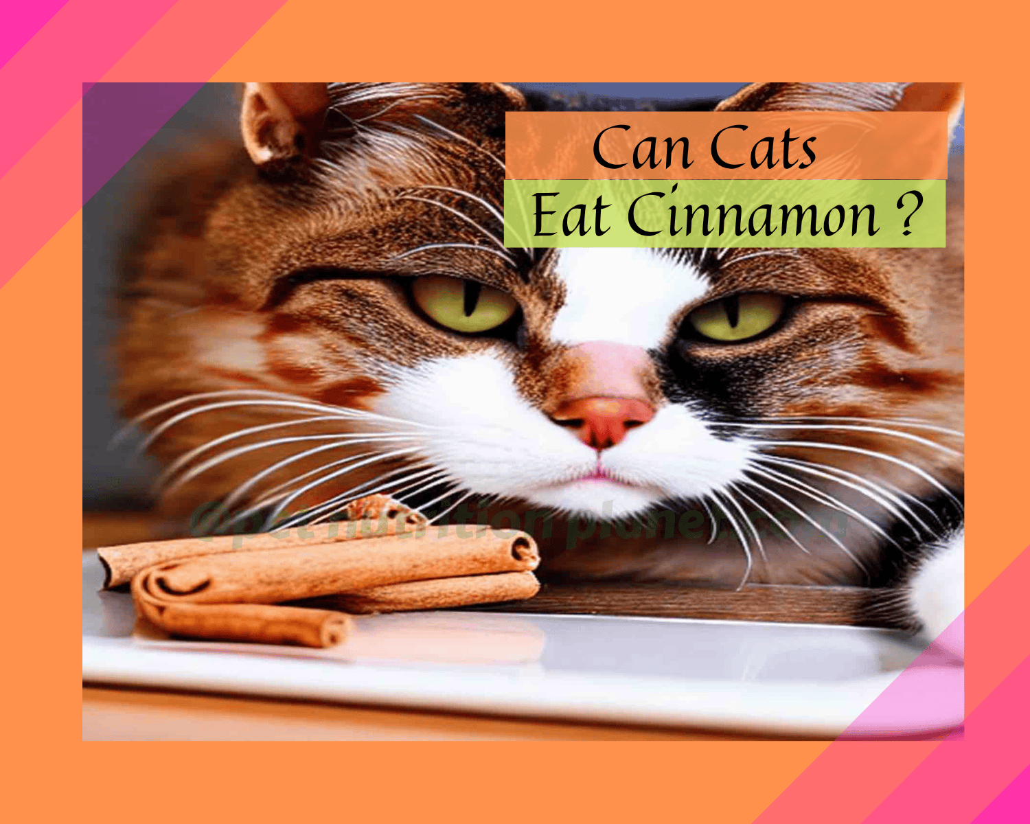 Can Cats Eat Cinnamon? 8 Toxic Effects