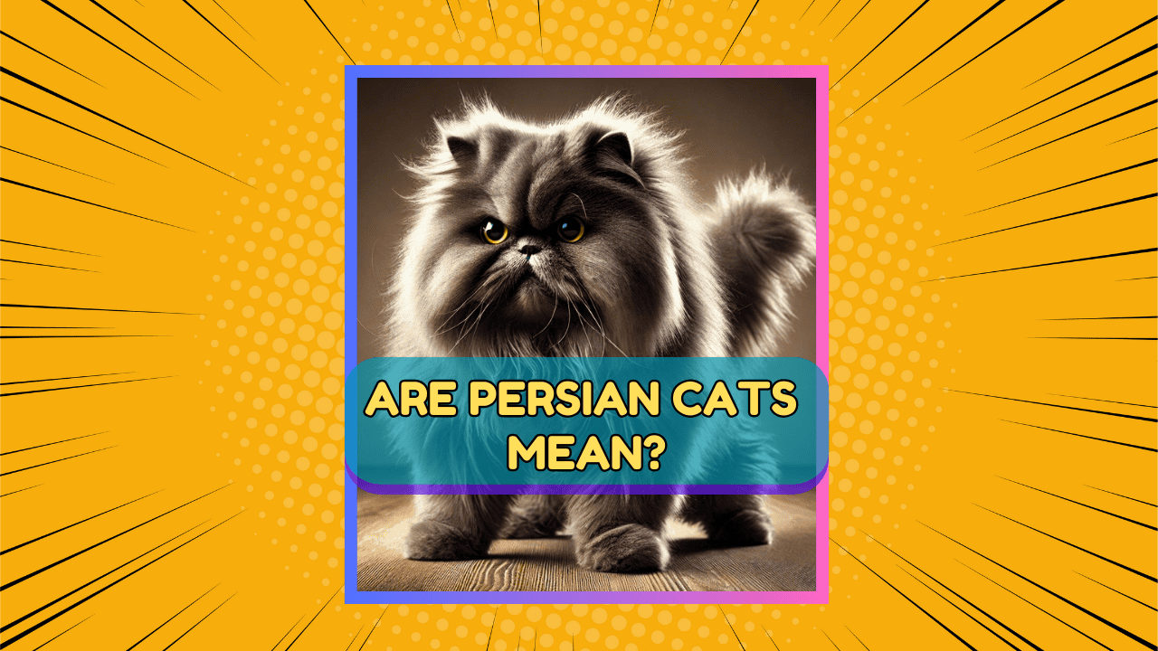 Are Persian Cats Mean? | 9 Surprising Reasons