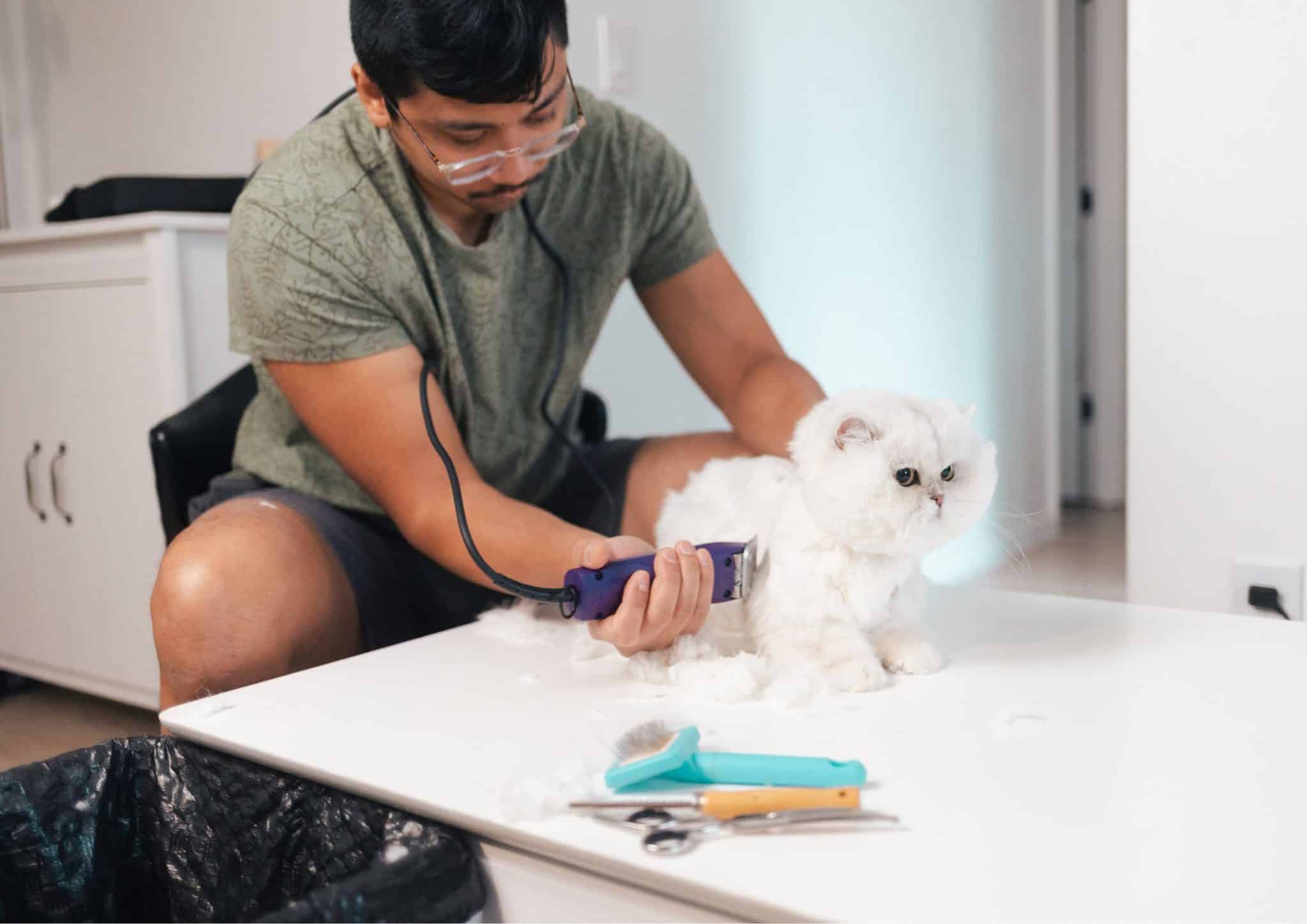A Step-by-Step Guide To Giving Your Cat A Haircut At Home!