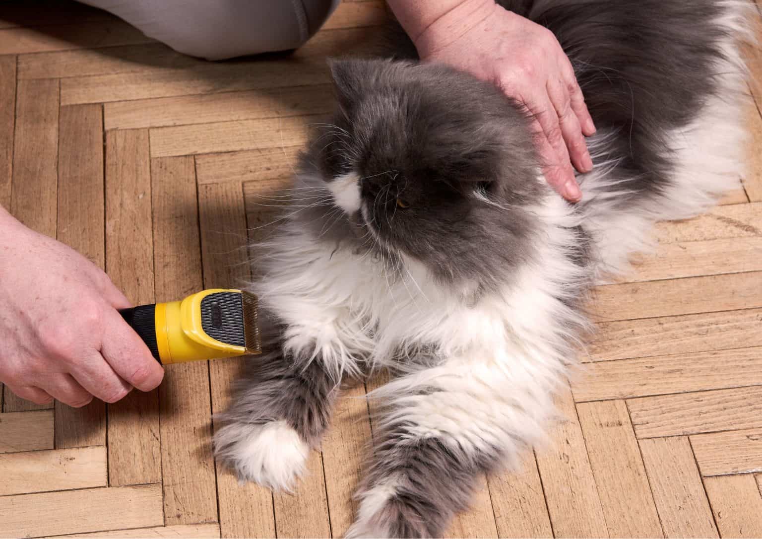A Step-by-Step Guide To Giving Your Cat A Haircut At Home!