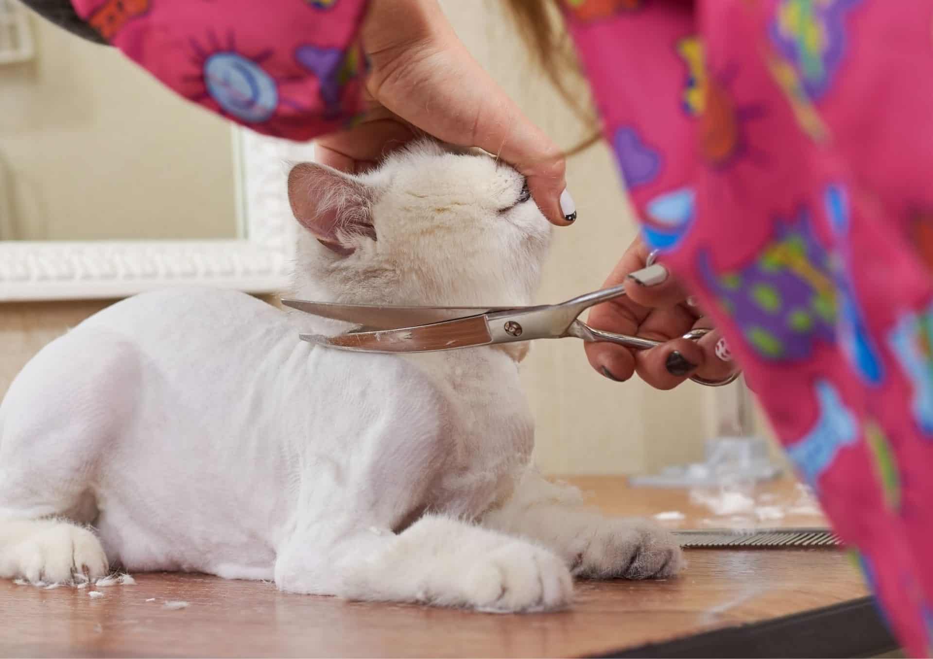 A Step-by-Step Guide To Giving Your Cat A Haircut At Home!