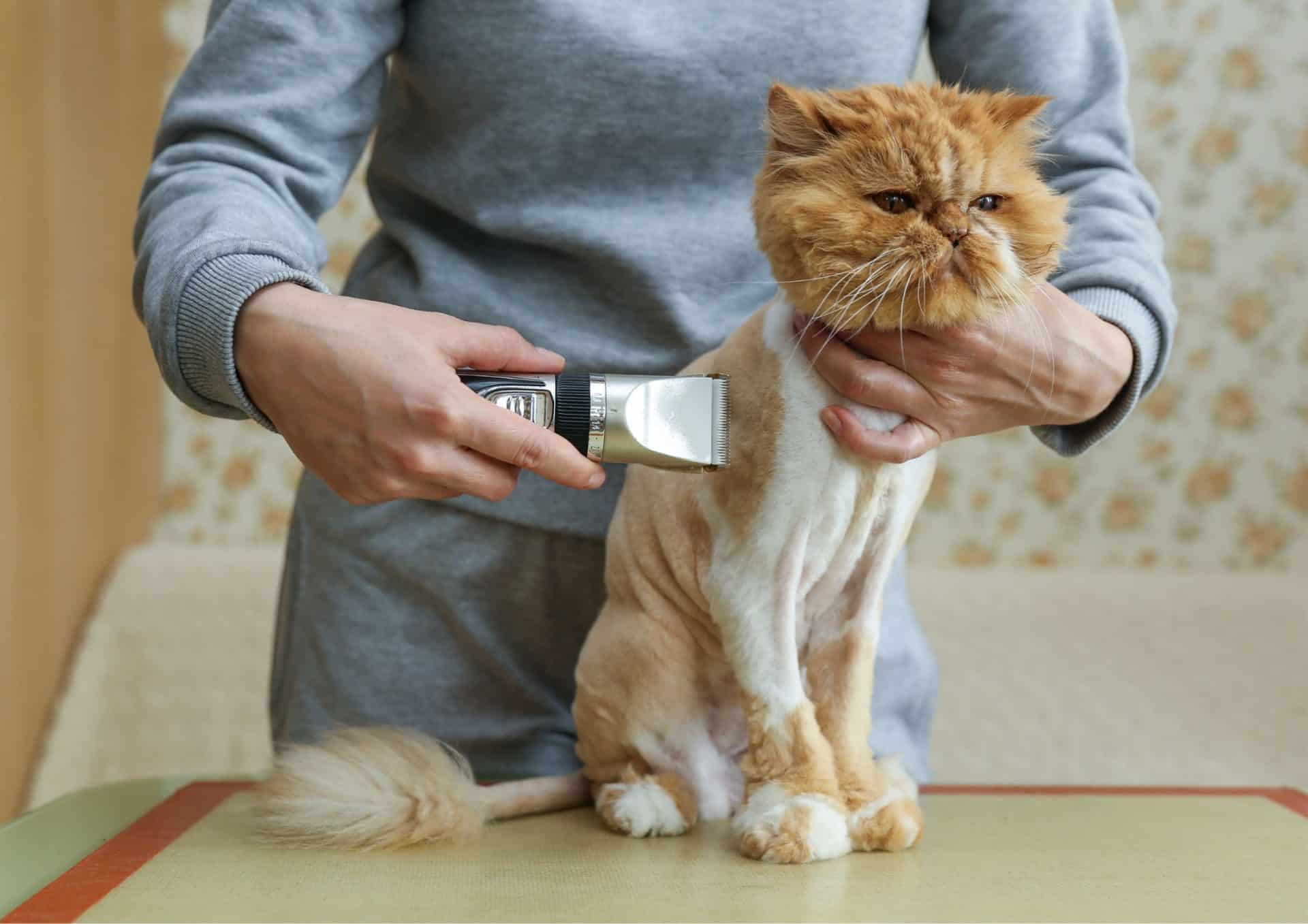 A Step-by-Step Guide To Giving Your Cat A Haircut At Home!