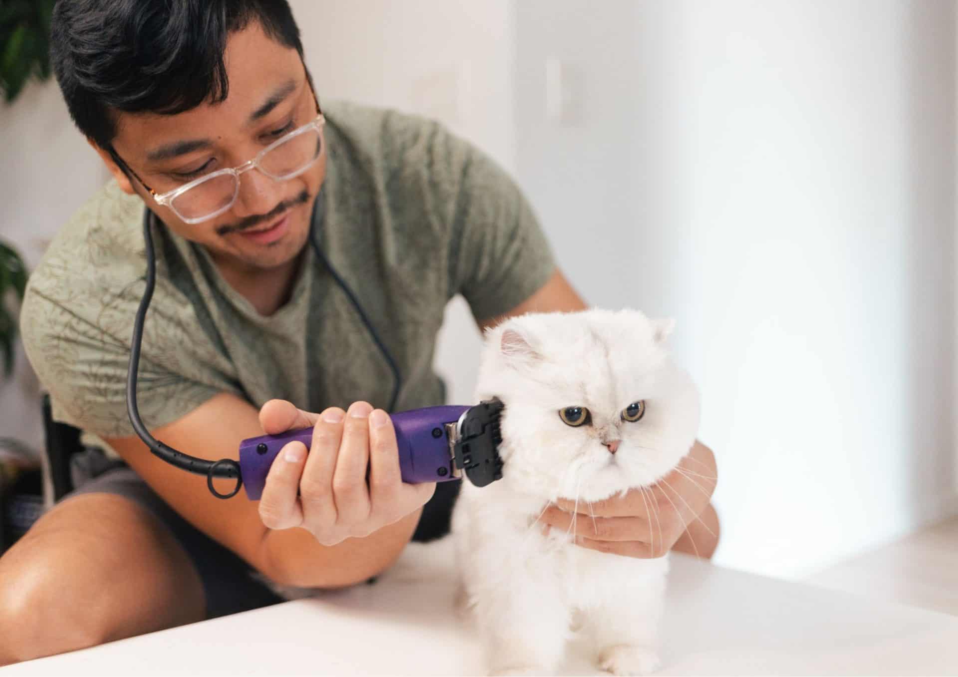 A Step-by-Step Guide To Giving Your Cat A Haircut At Home!