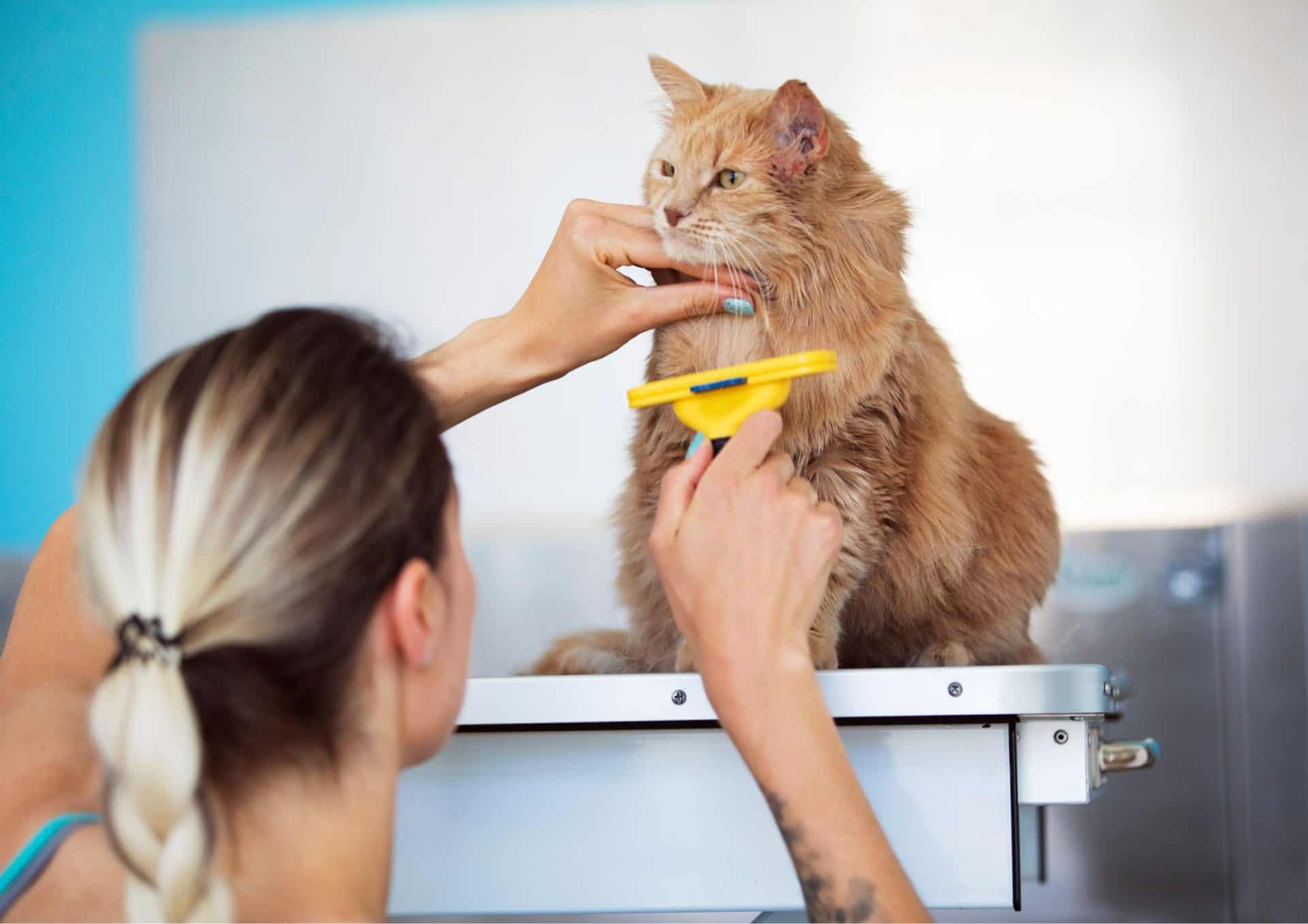 A Step-by-Step Guide To Giving Your Cat A Haircut At Home!