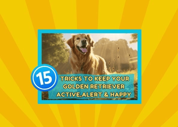 15 Tricks To Keep Your Golden Retriever Active,Alert & Happy
