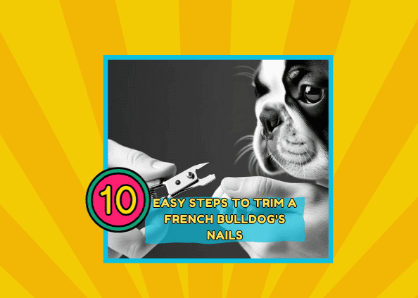 10 Easy Steps To Trim A French Bulldog's Nails