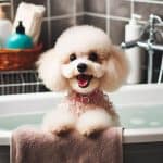 9 Amazing Tips To Bathe Poodles In Summer - PetsandFins