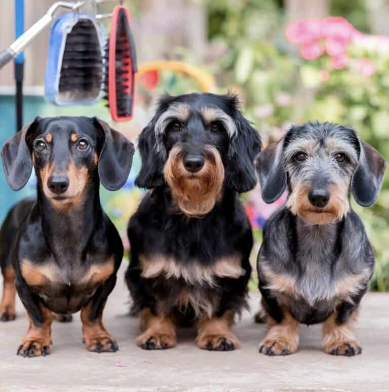 Discover The Dachshund: A Complete Breed Overview