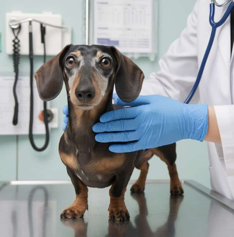 Dachshund Health And Wellness: Common Issues And Prevention