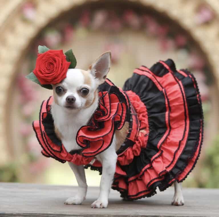 50 Best Halloween Dog Costume Ideas